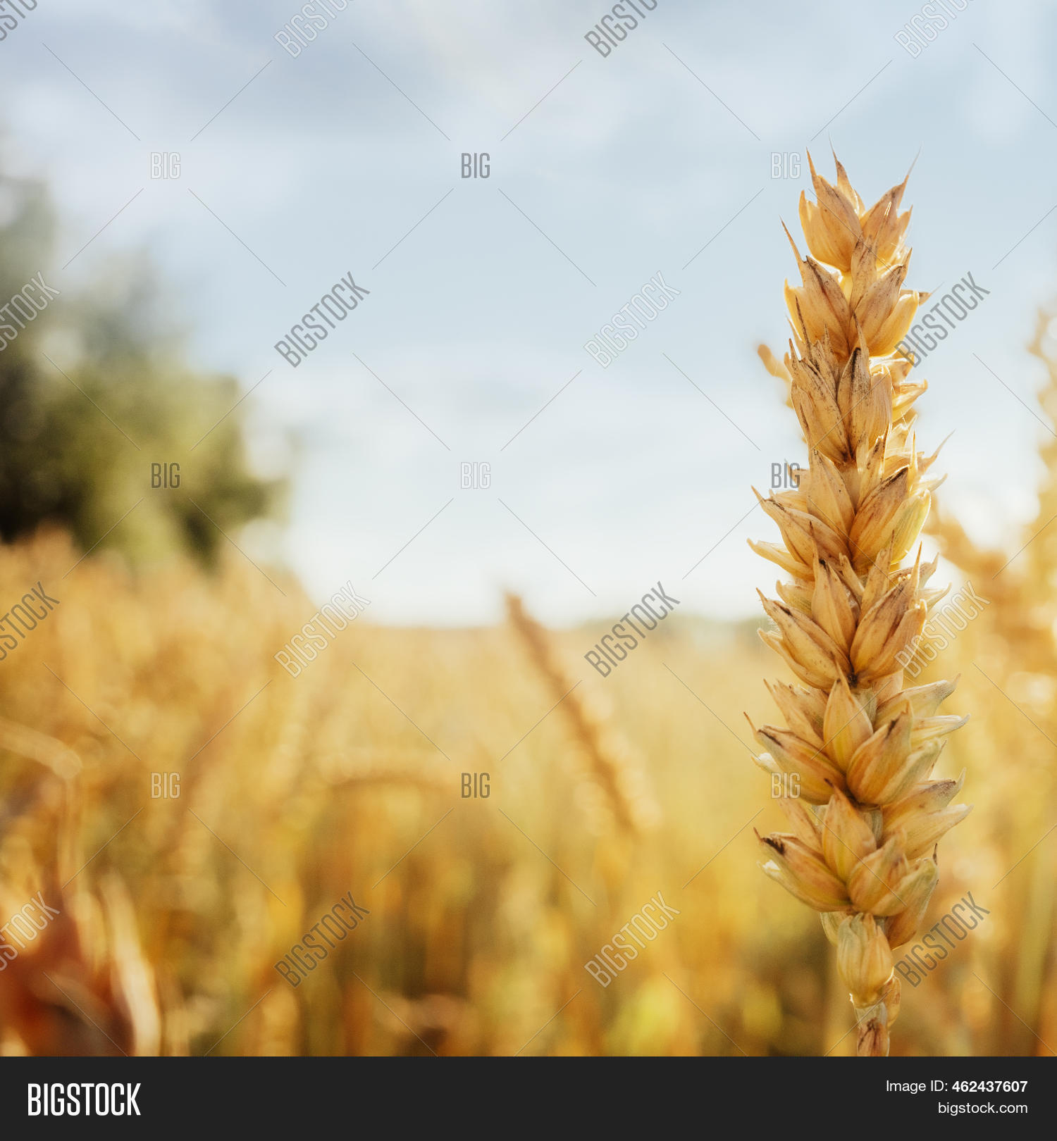 Triticale Grain On Image & Photo (Free Trial) | Bigstock