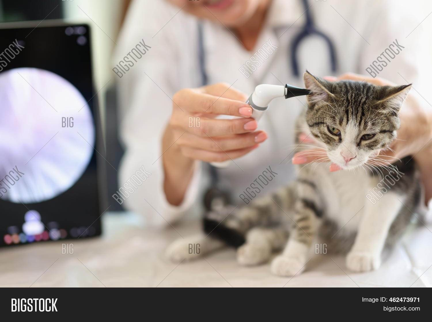 Examination Cat Ear Image & Photo (Free Trial) | Bigstock