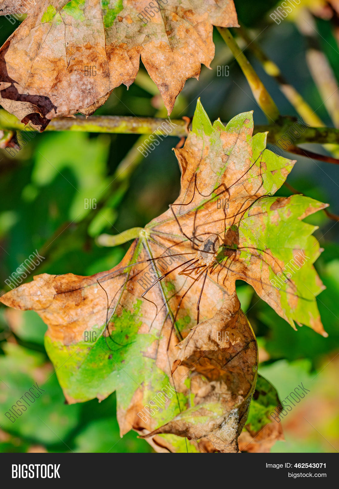 Dry Vine Leaf Vine Image & Photo (Free Trial) | Bigstock