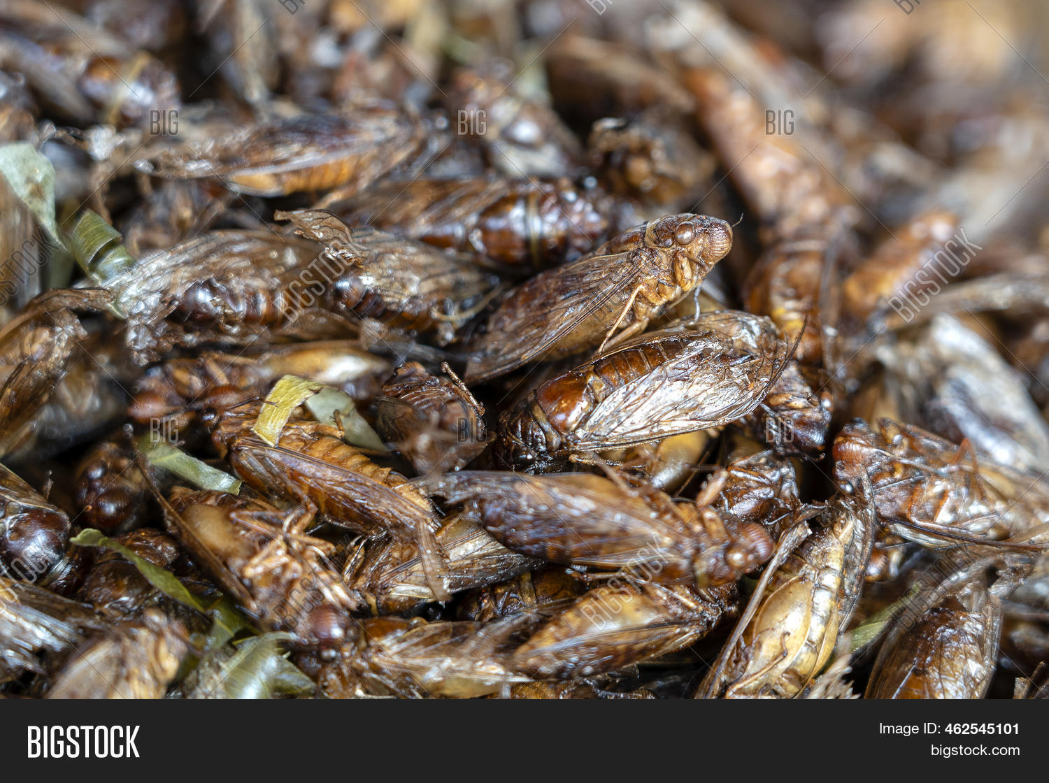 Deep Fried Cicada One Image & Photo (Free Trial) | Bigstock