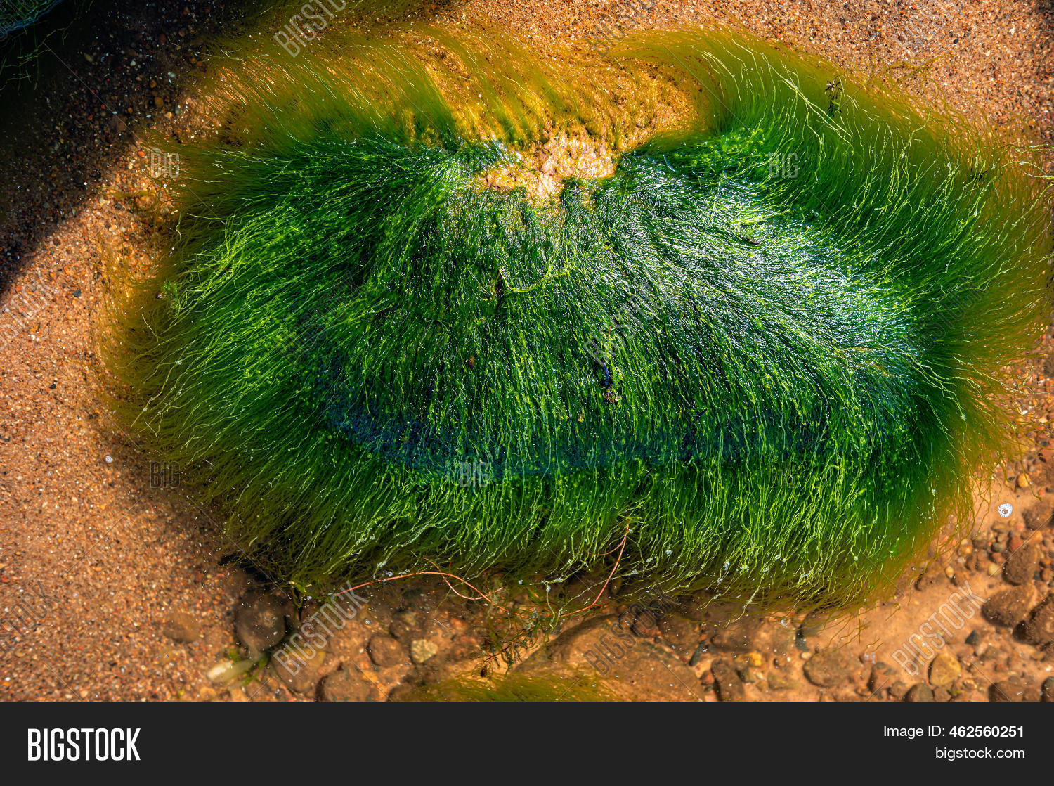 Green Background Algae Image & Photo (Free Trial) | Bigstock