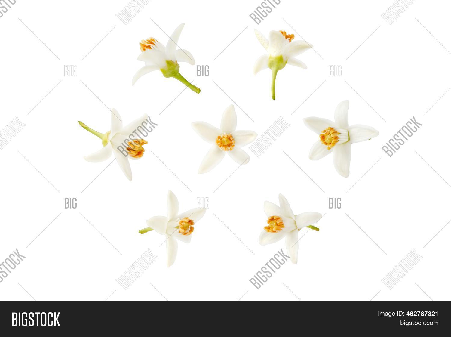 Neroli White Flower Image & Photo (Free Trial) | Bigstock
