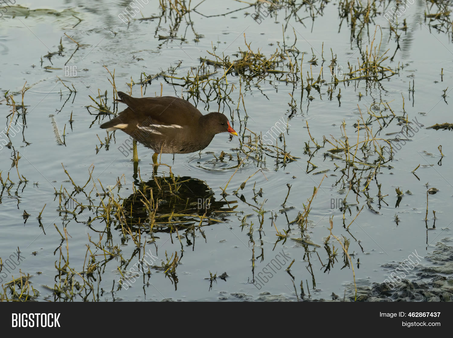 Common Moorhen Image & Photo (Free Trial) | Bigstock