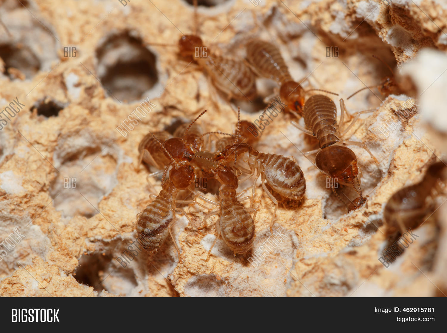 Large Termites Team Image & Photo (Free Trial) | Bigstock