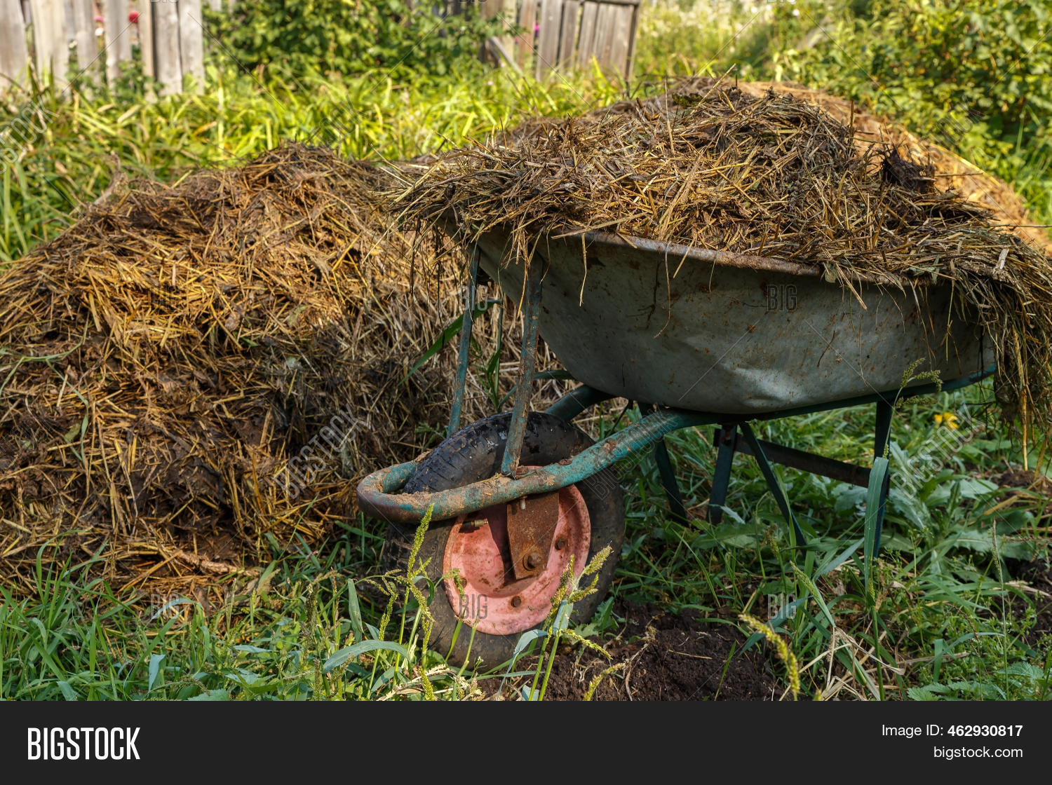 Wheelbarrow Cattle Image & Photo (Free Trial) | Bigstock
