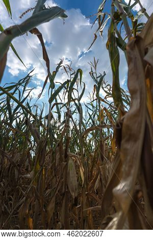 Parched Corn Plants Image & Photo (Free Trial) | Bigstock