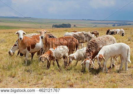 Meatmaster Sheep - Image & Photo (Free Trial) | Bigstock