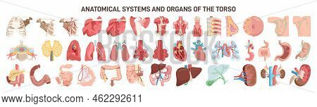 Human Torso Different Vector & Photo (Free Trial) | Bigstock