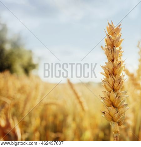 Triticale Grain On Image & Photo (Free Trial) | Bigstock