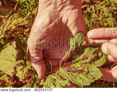 Poor Leaves Currants Image & Photo (Free Trial) | Bigstock