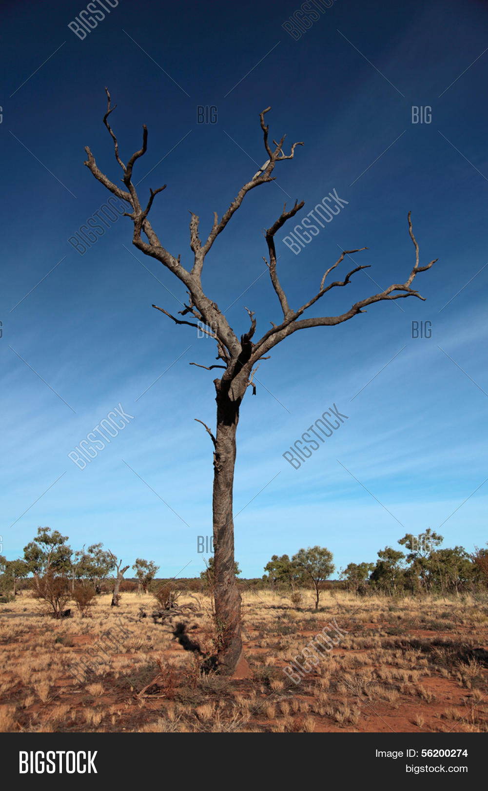 Dead Wood Tree Image & Photo (Free Trial) | Bigstock