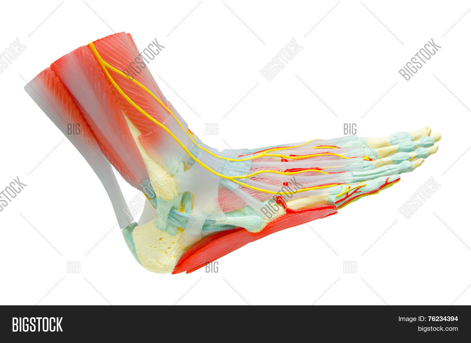 Human Foot Muscles Image & Photo (Free Trial) | Bigstock