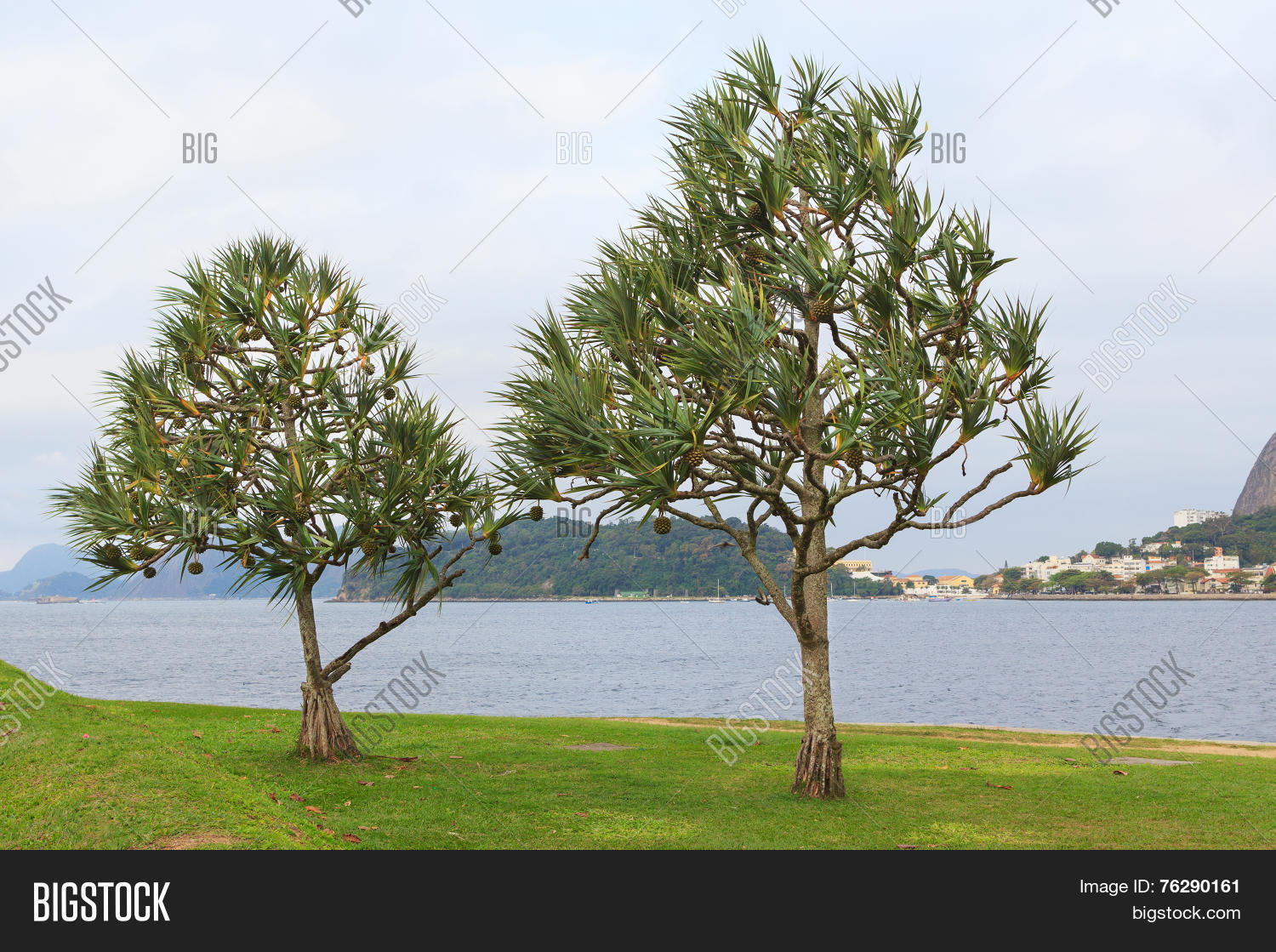 Common Screwpine ( Image & Photo (Free Trial) | Bigstock
