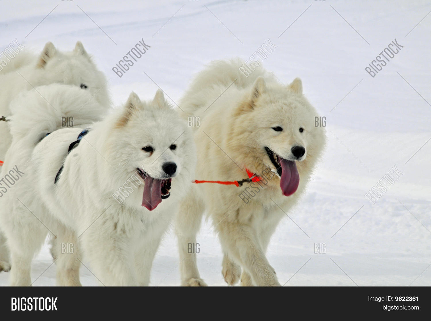 Big Samoyeds Image & Photo (Free Trial) | Bigstock