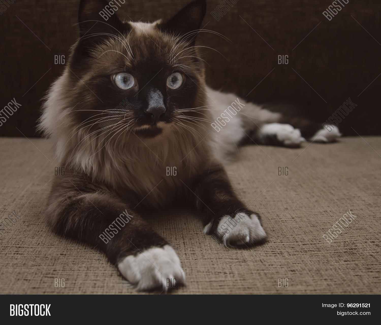 Fluffy Siamese Cat Image & Photo (Free Trial) | Bigstock