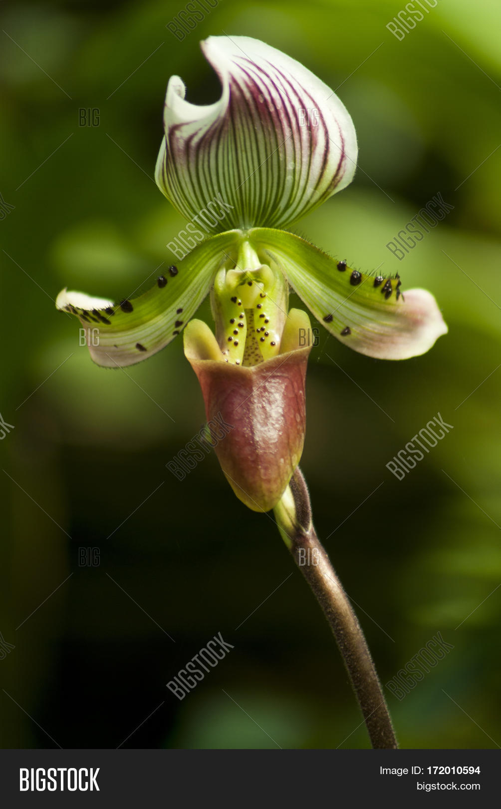 Paphiopedilum Callosum Image & Photo (Free Trial) | Bigstock