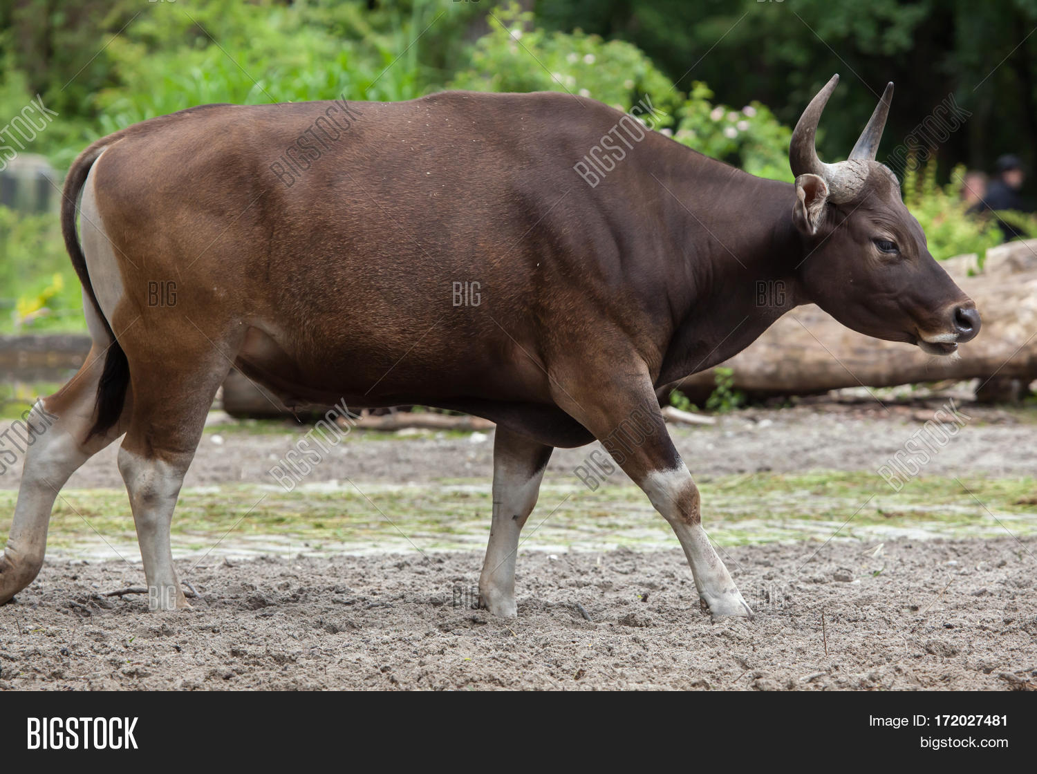 Javan Banteng (Bos Image & Photo (Free Trial) | Bigstock