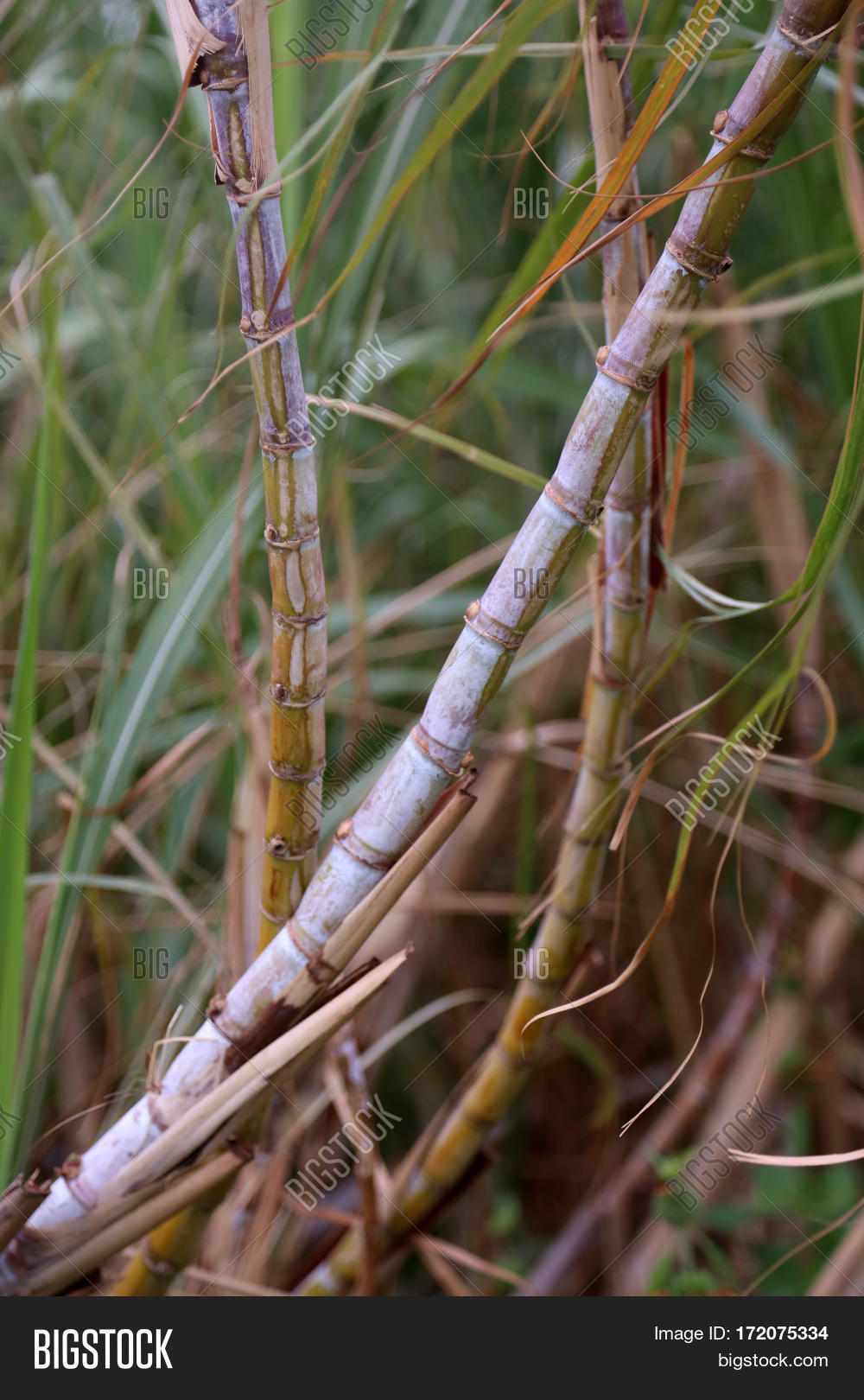 Sugarcane, Sugar Cane Image & Photo (Free Trial) | Bigstock