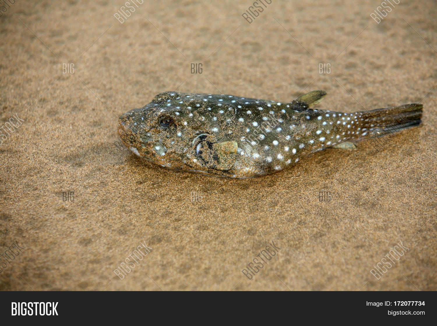 Puffer Fish. Dead Blow Image & Photo (Free Trial) | Bigstock