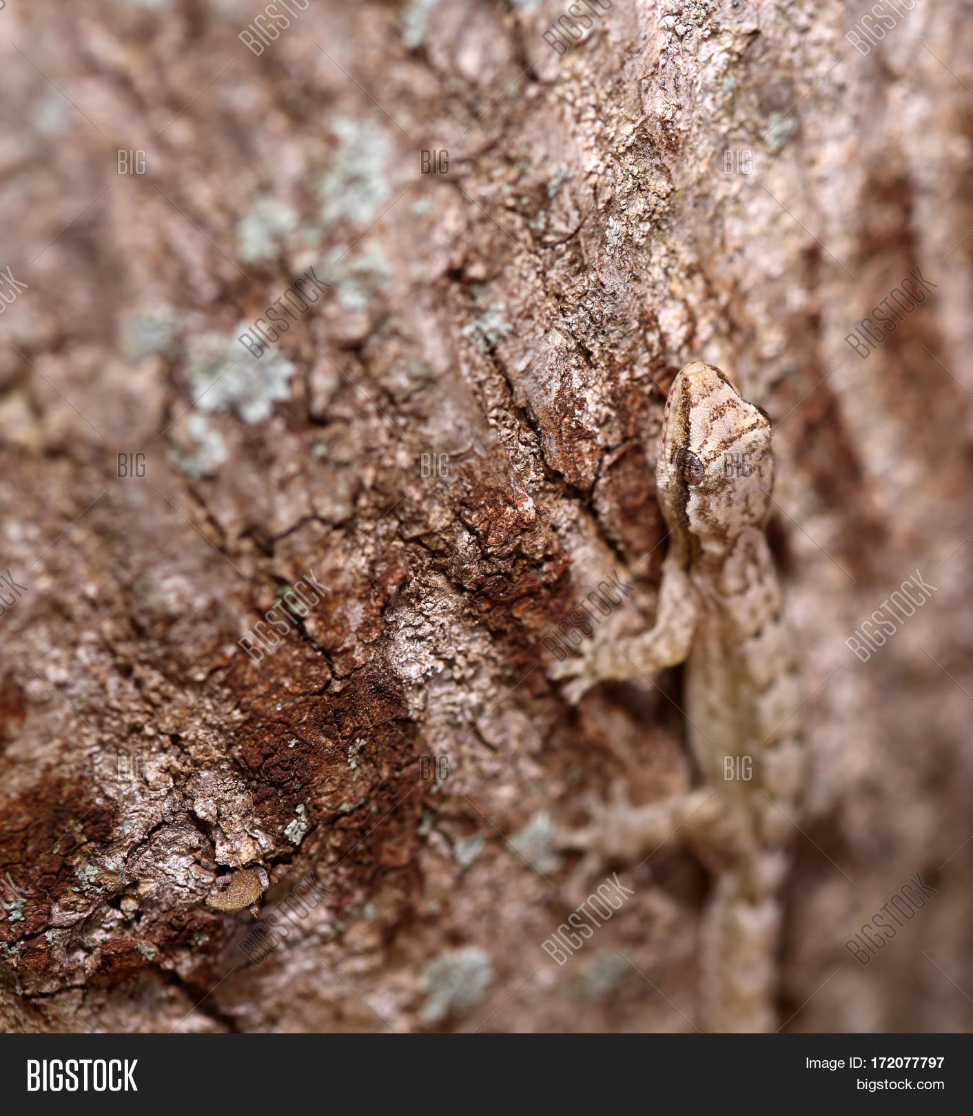 Gecko. Baby Hawaiian Image & Photo (Free Trial) | Bigstock