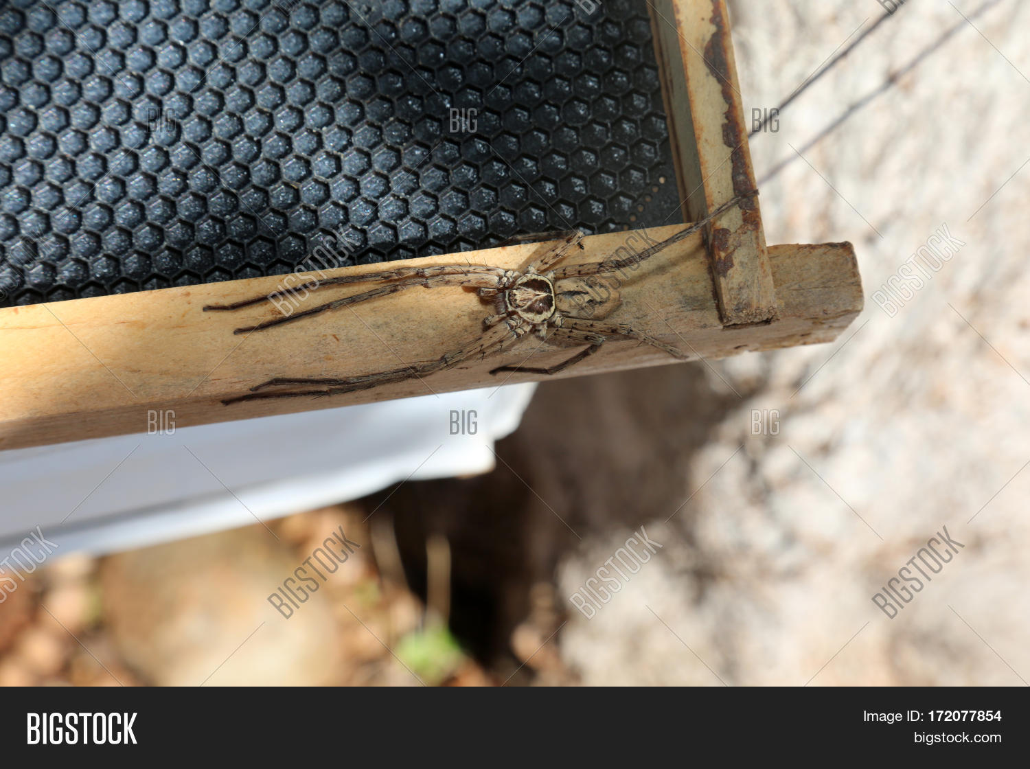 Cane Spider. Image & Photo (Free Trial) | Bigstock