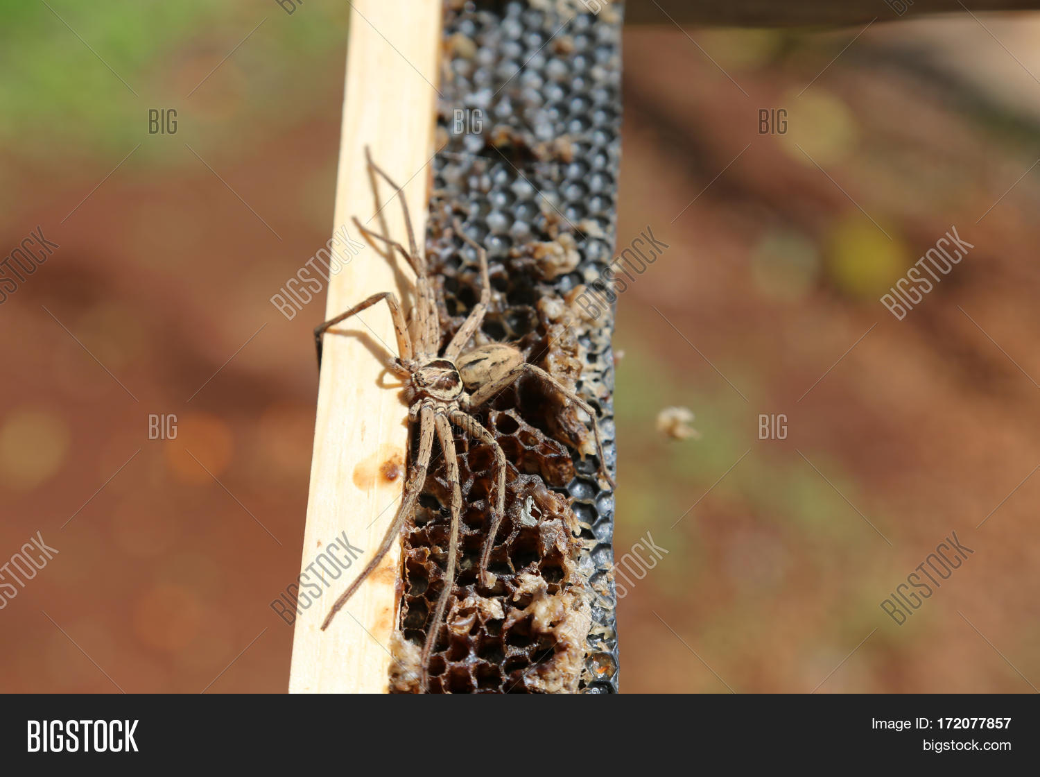 Cane Spider. Image & Photo (Free Trial) | Bigstock