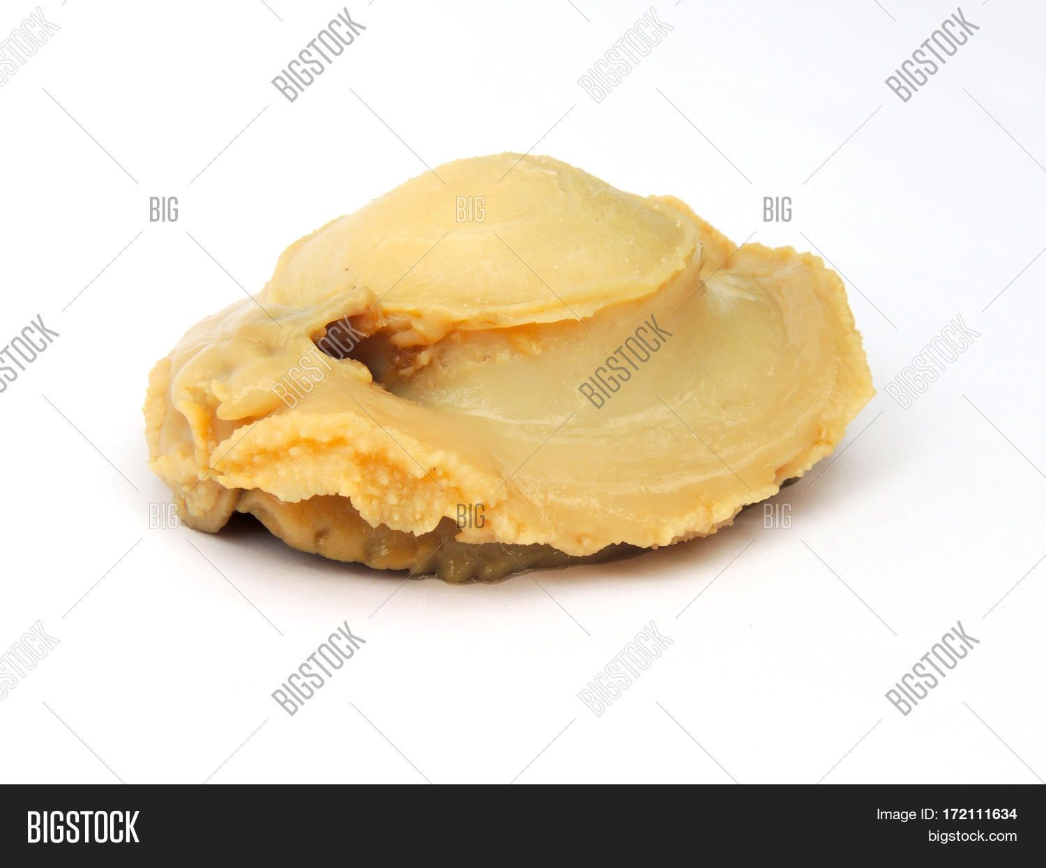Raw Large Abalone On Image & Photo (Free Trial) | Bigstock
