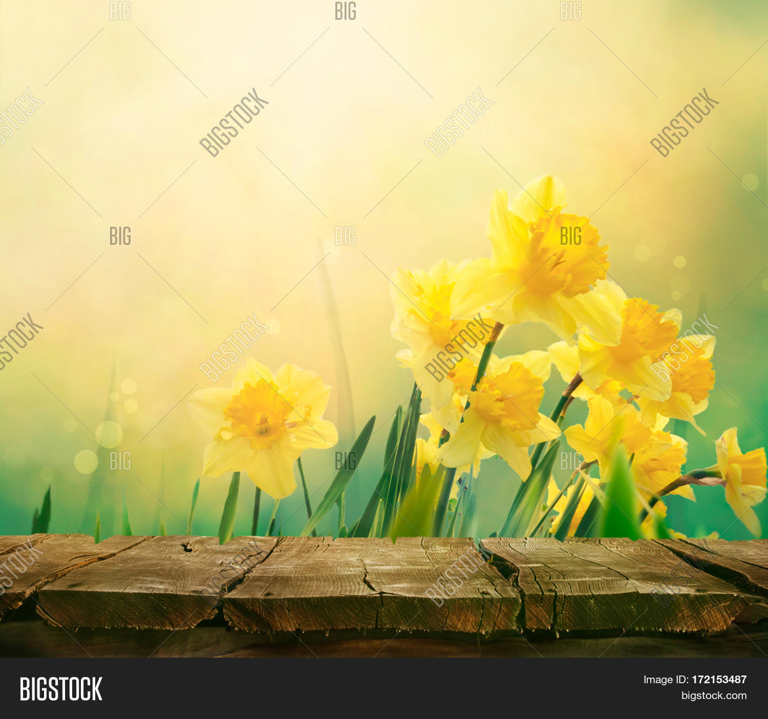 Daffodil Floral Spring Image & Photo (Free Trial) | Bigstock