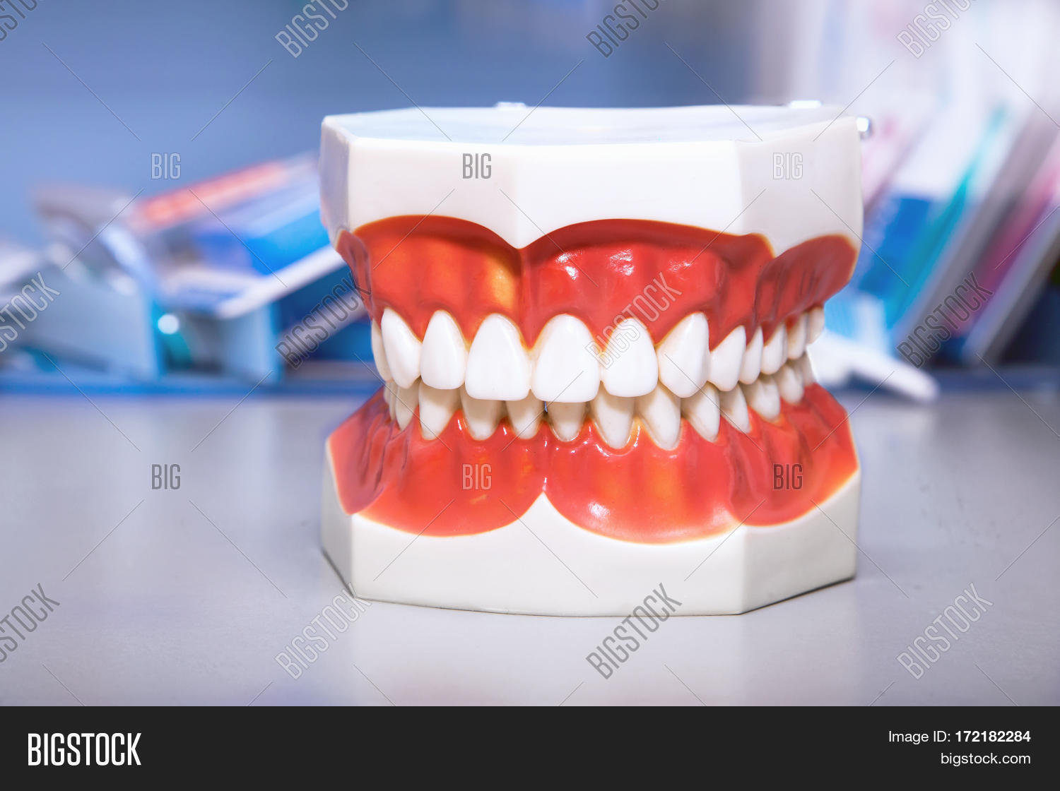 Set Close Dental Model Image & Photo (Free Trial) | Bigstock