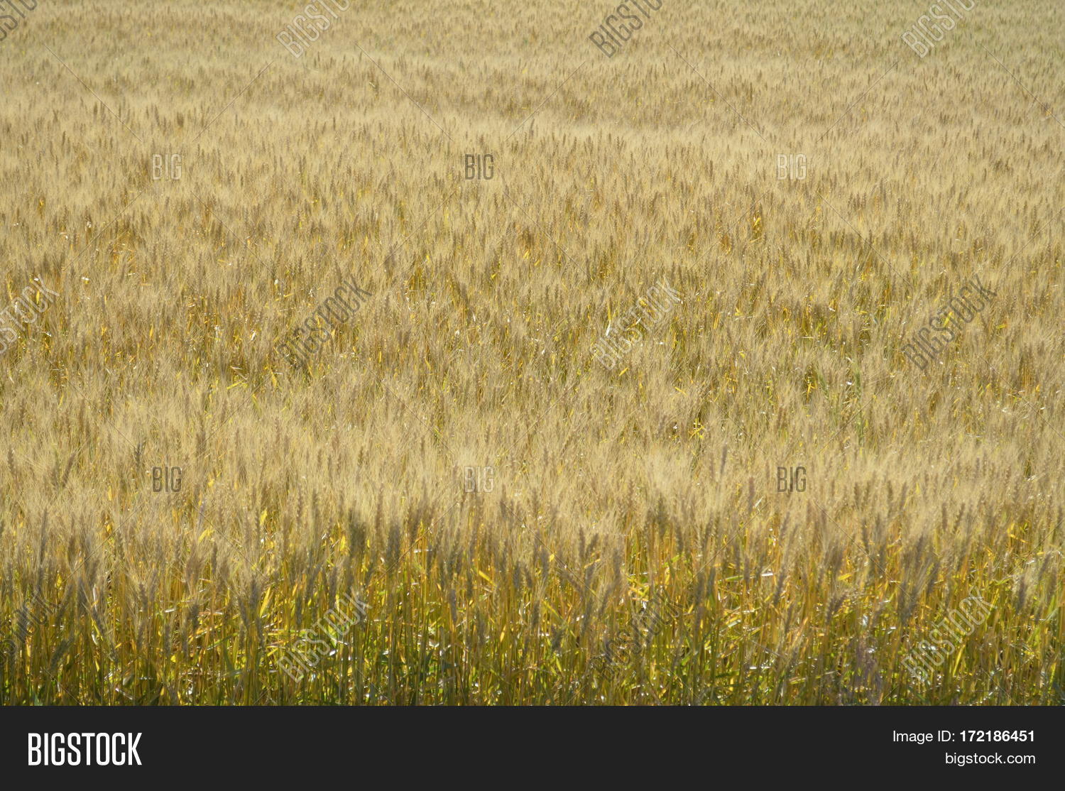 Mature Crop Golden Image & Photo (Free Trial) | Bigstock