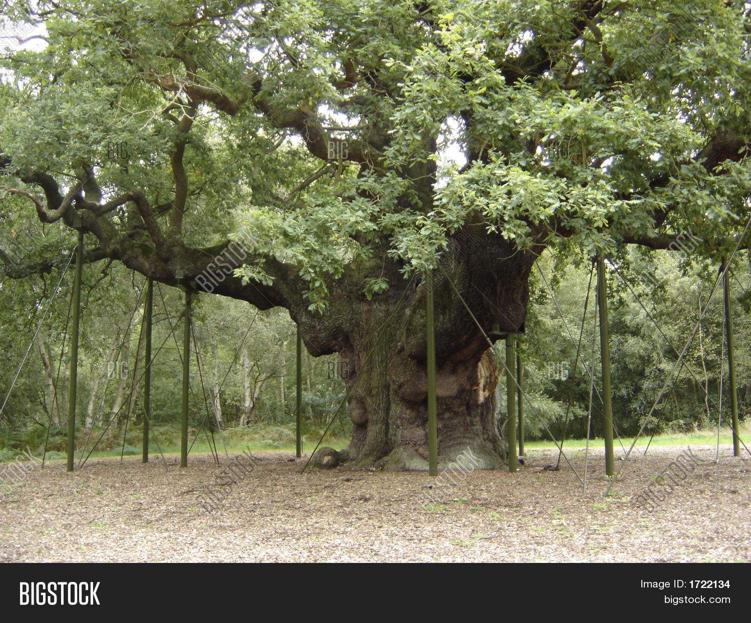 Major Oak Sherwood Image & Photo (Free Trial) | Bigstock