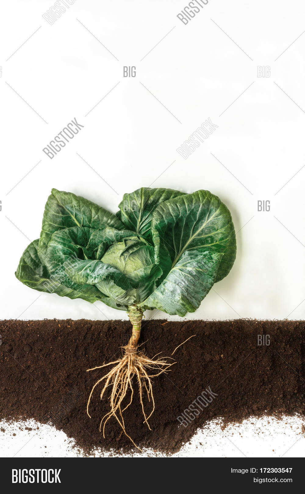 Cabbage Grow Ground, Image & Photo (Free Trial) | Bigstock