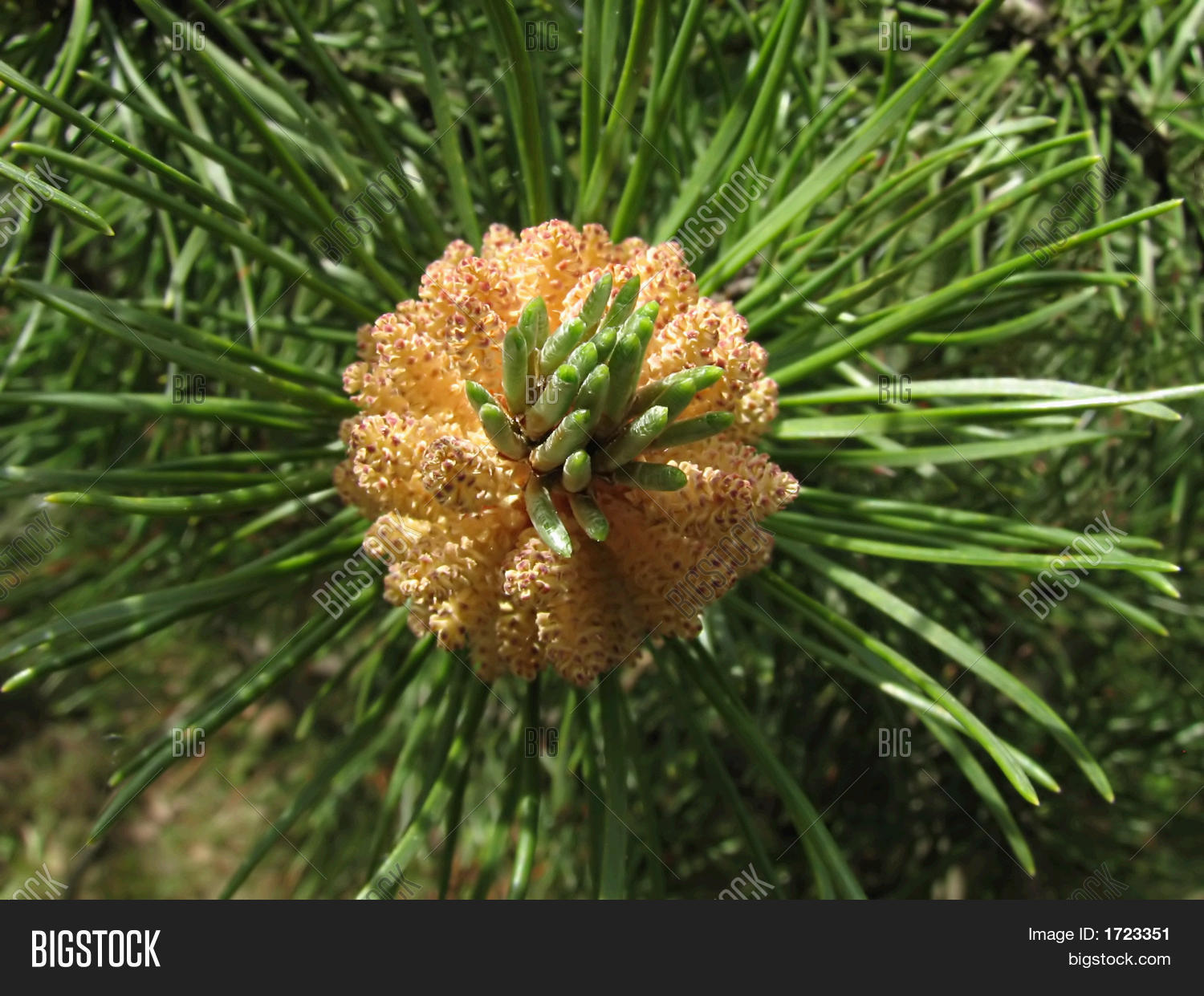 Flowering Pine-Tree 2 Image & Photo (Free Trial) | Bigstock