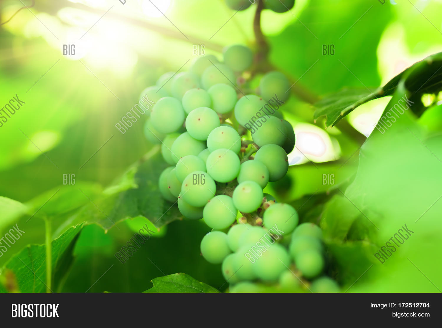 Unripe White Grapes Image & Photo (Free Trial) | Bigstock
