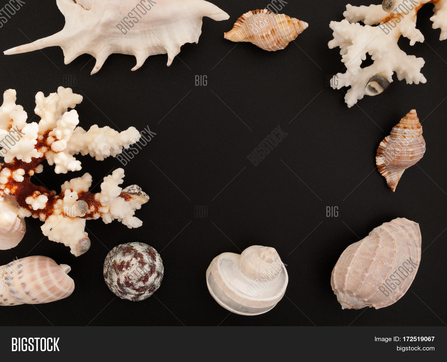Sea Shells Corals Image & Photo (Free Trial) | Bigstock