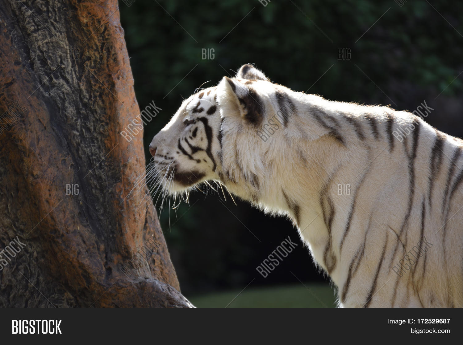 White Tiger Sniffing Image & Photo (Free Trial) | Bigstock