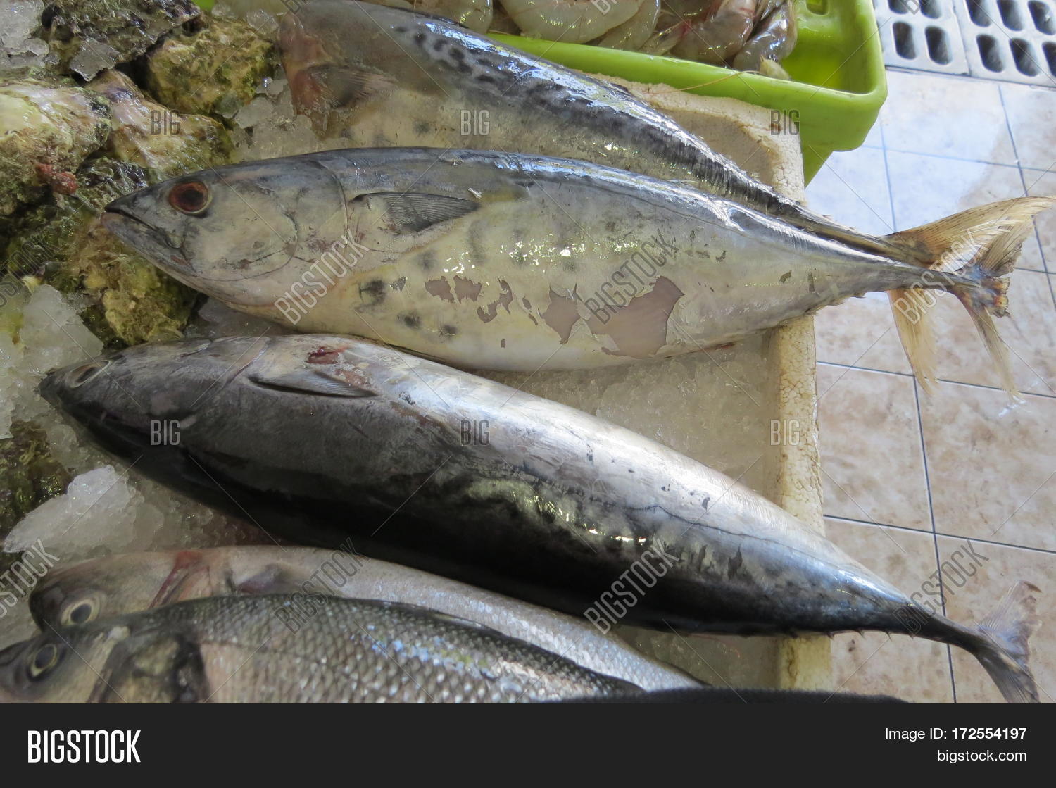 Tuna (Thunfisch, Tunny Image & Photo (Free Trial) | Bigstock
