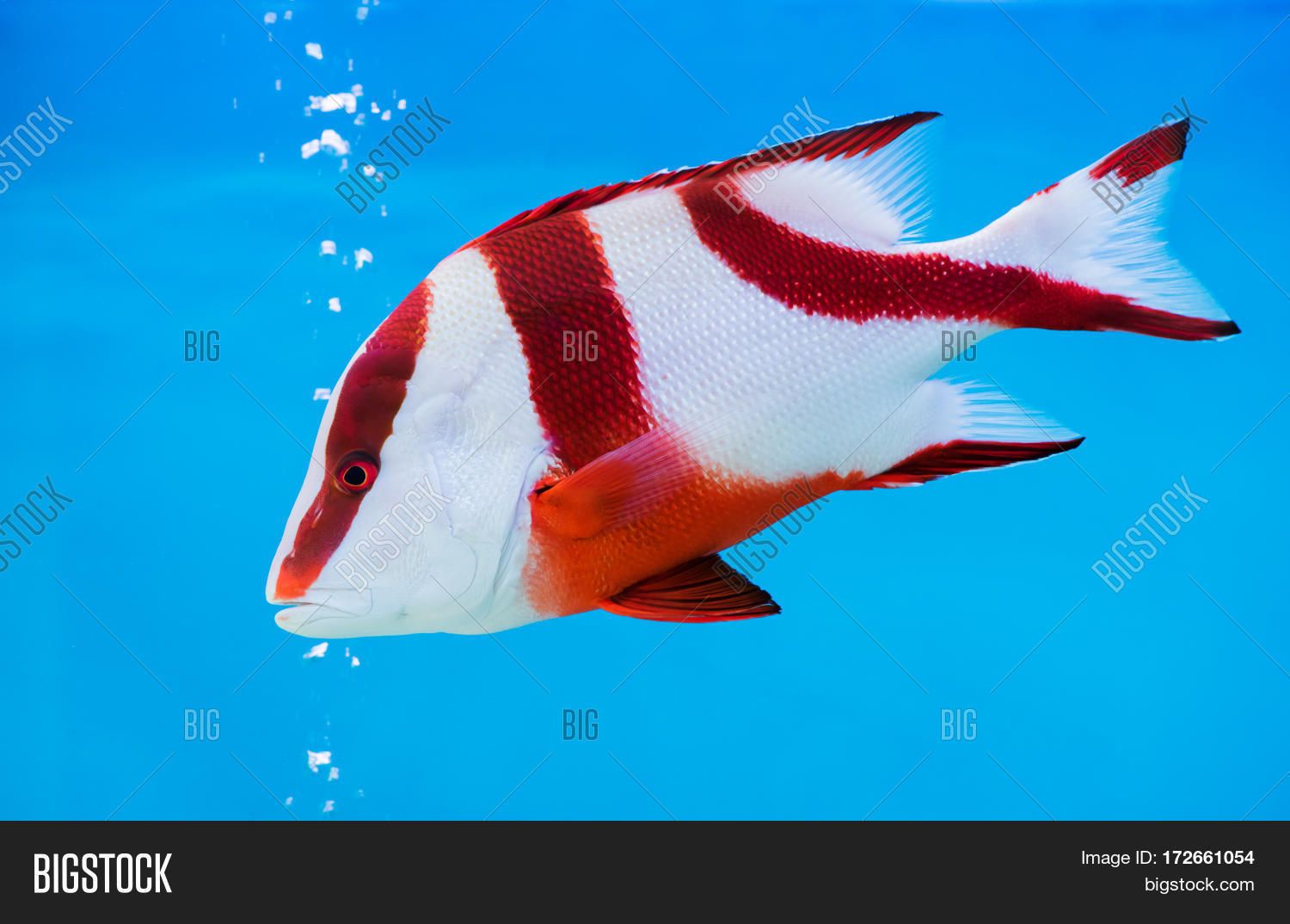 Emperor Red Snapper Image & Photo (Free Trial) | Bigstock