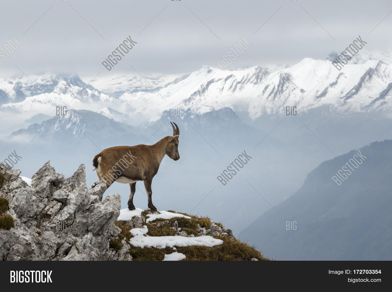 Wild Mountain Goat Image & Photo (Free Trial) | Bigstock