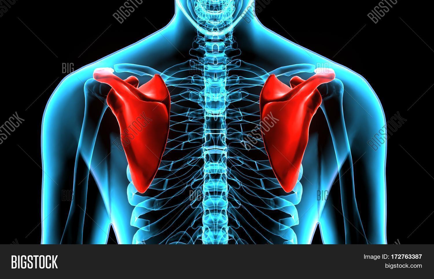 Scapula Bone Anatomy Image & Photo (Free Trial) | Bigstock
