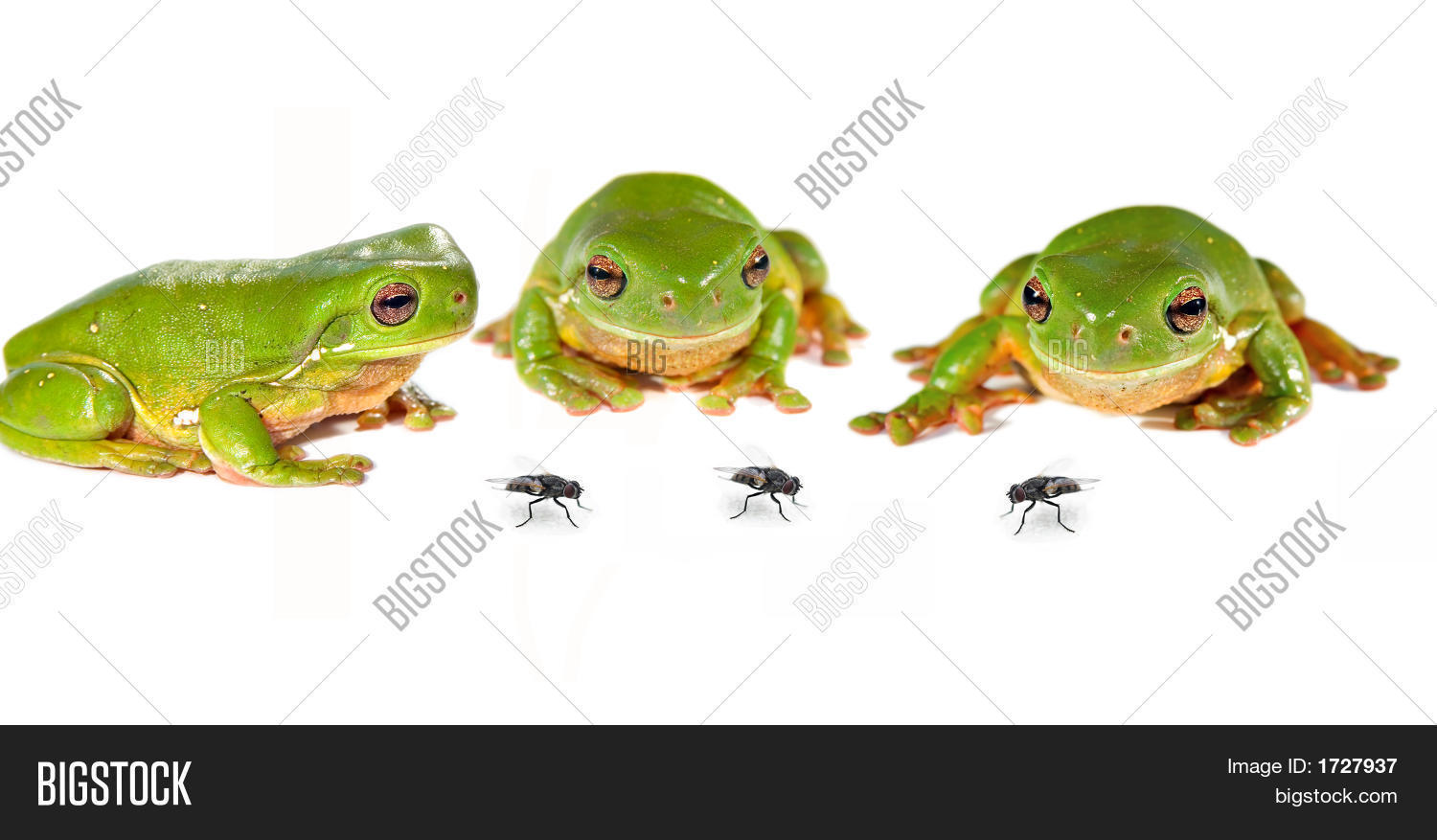 Three Frogs Flies Image & Photo (Free Trial) | Bigstock