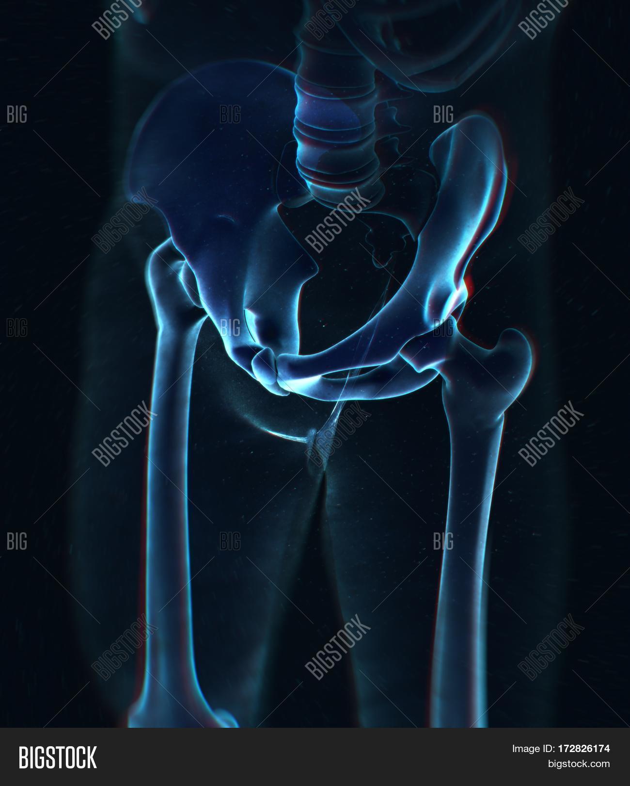 Ilium Bone, Hip Bone Image & Photo (Free Trial) | Bigstock