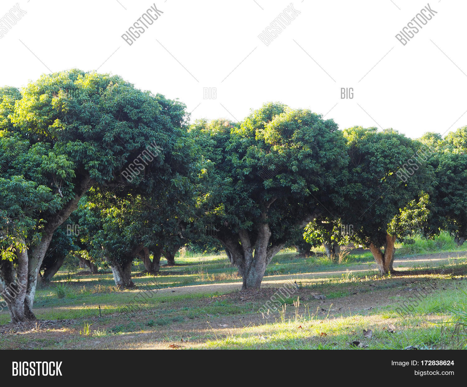 Row Litchi Trees Farm Image & Photo (Free Trial) | Bigstock