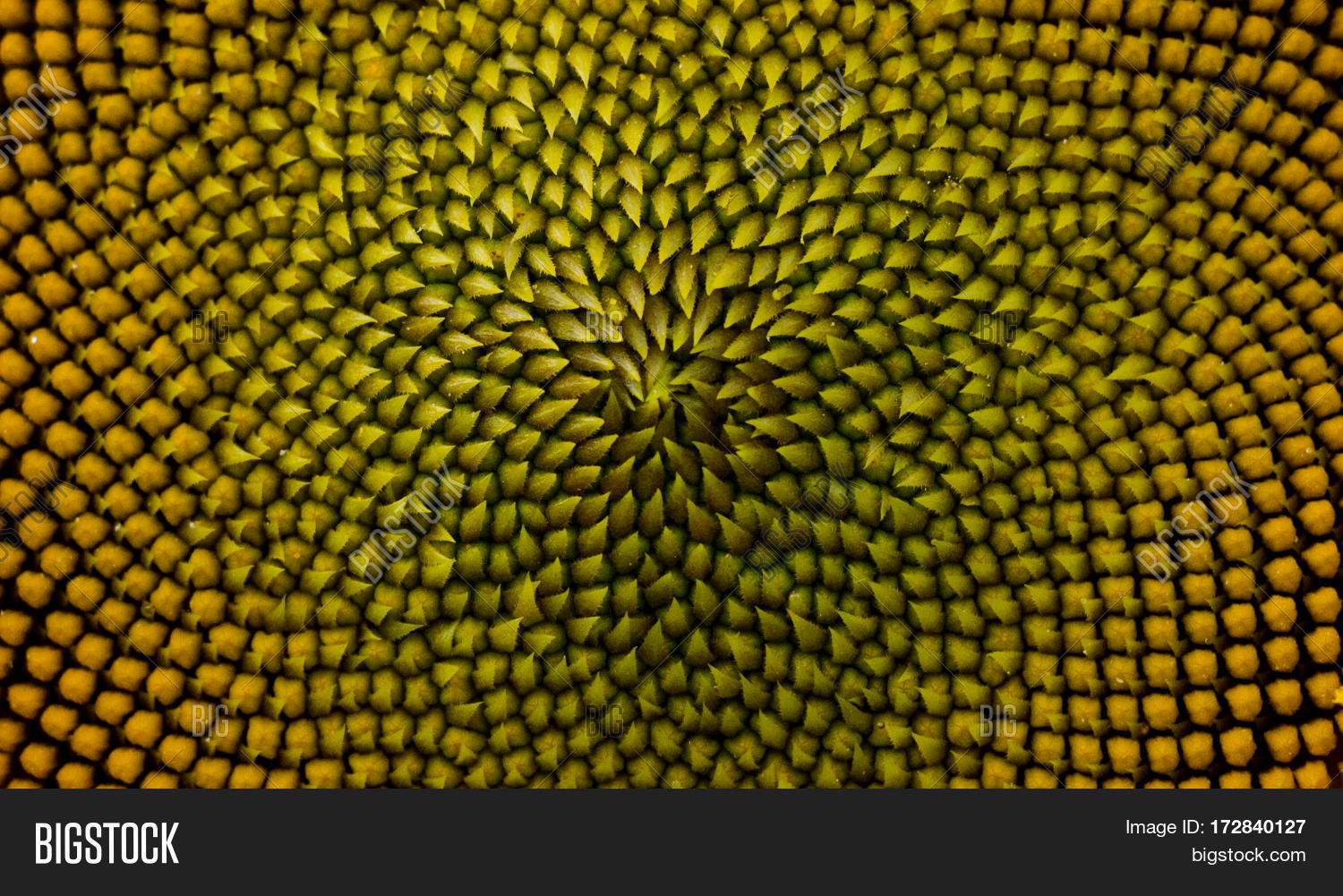 Sunflower Macro Close Image & Photo (Free Trial) | Bigstock