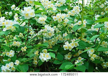 Beautiful Jasmine Image & Photo (Free Trial) | Bigstock
