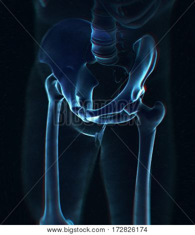 Ilium Bone, Hip Bone Image & Photo (Free Trial) | Bigstock