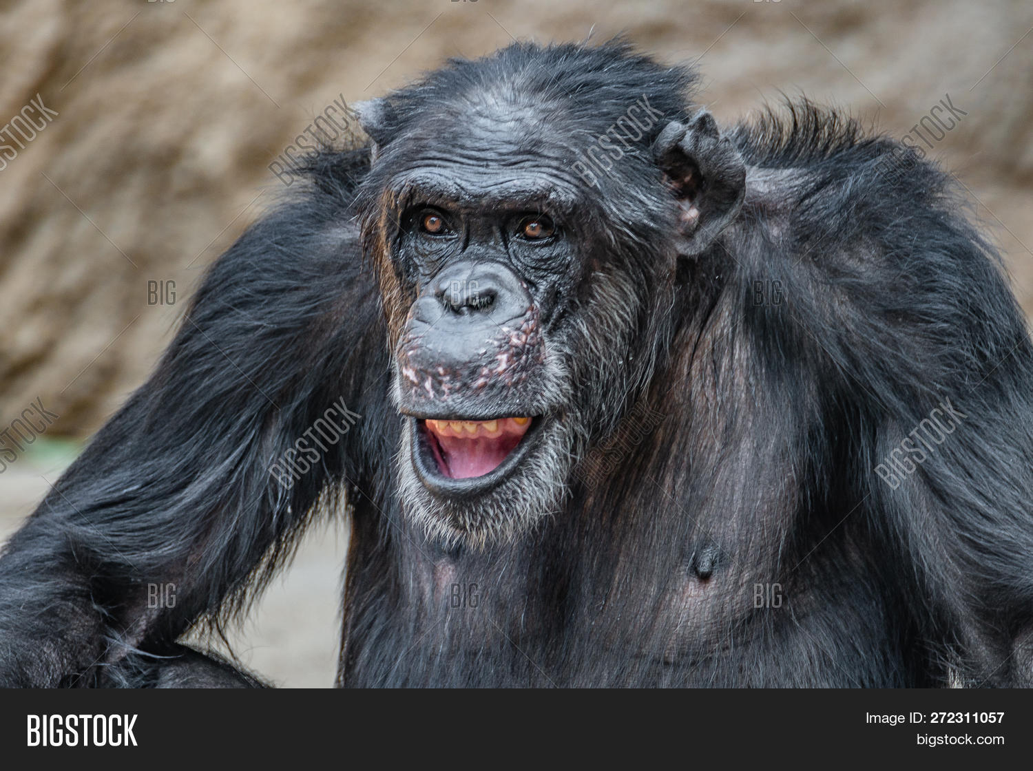 Funny Chimp Faces