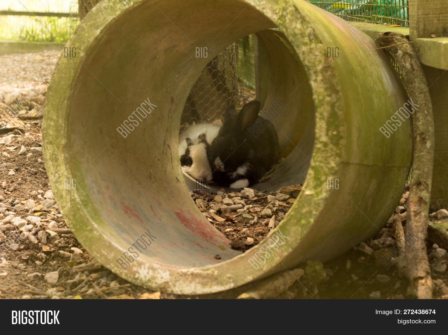 Group Rabbit Rabbit Image & Photo (Free Trial) | Bigstock