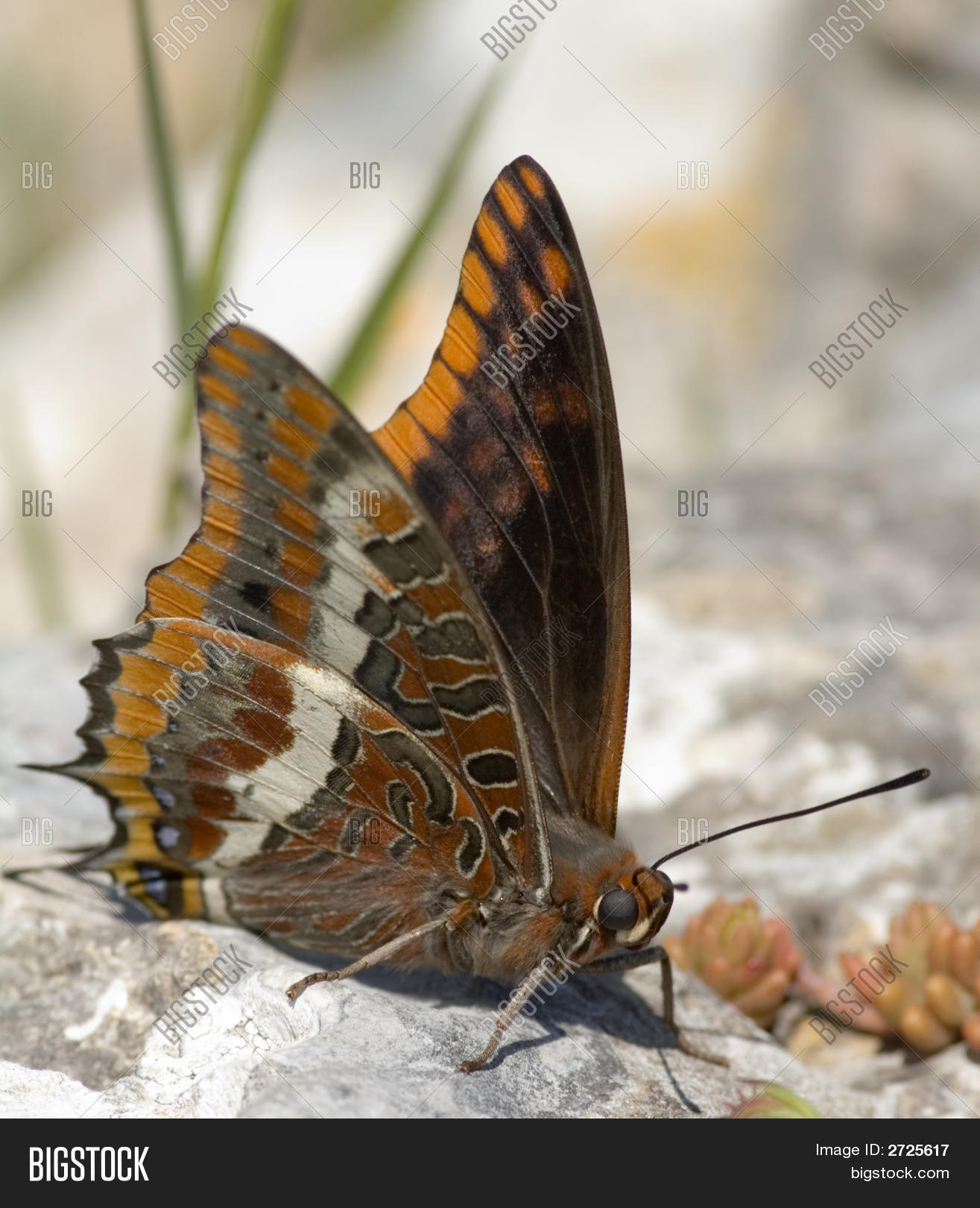 Two Tailed Pasha - Image & Photo (Free Trial) | Bigstock