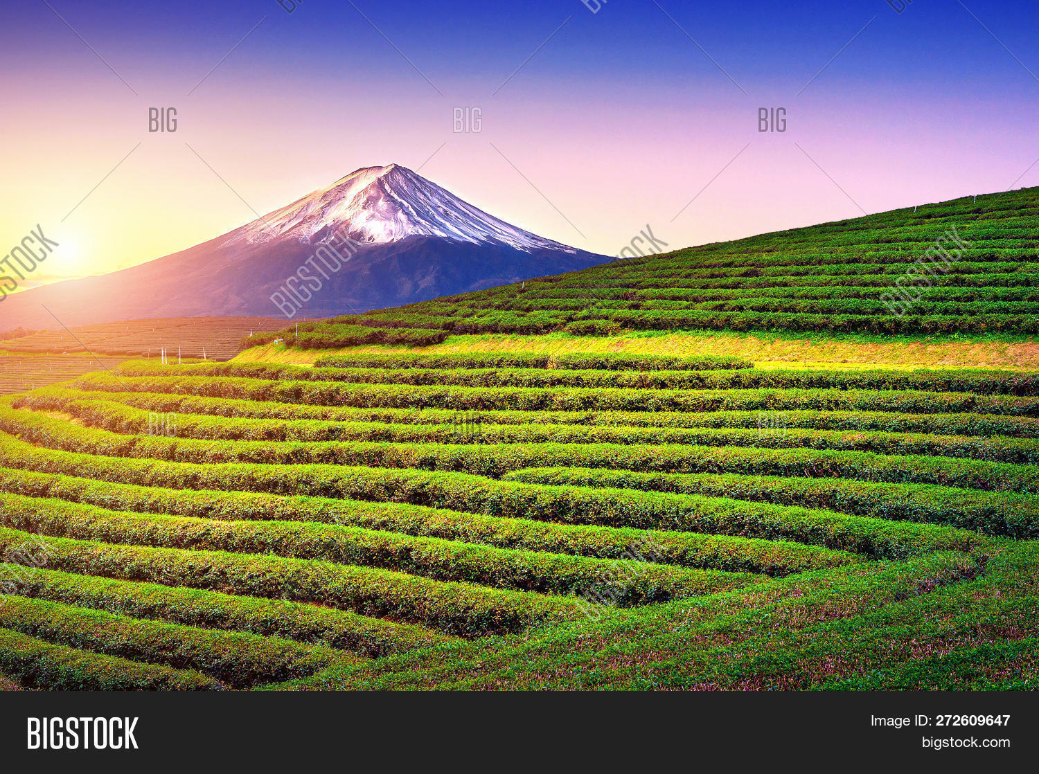 Green Tea Fields Fuji Image & Photo (Free Trial) | Bigstock